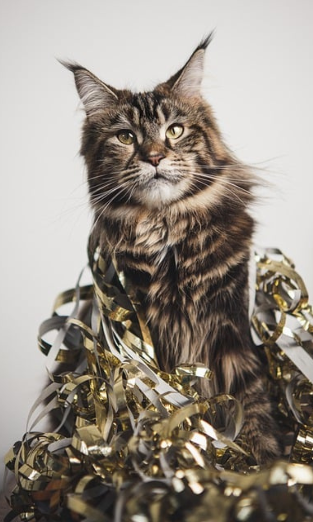 Here’s What To Know About Maine Coon Cats as Family Pets?