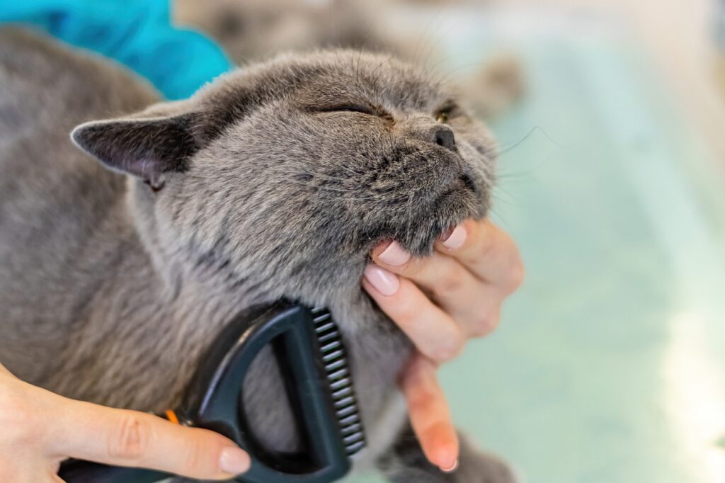 Understanding Cat Fur: Different Types And Care Tips